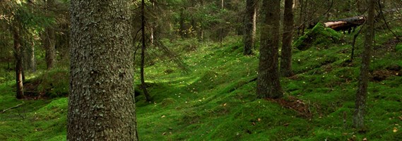 Välkommen till Ekopark Kilsbergen