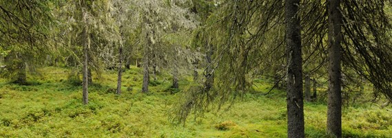 Naturvård i Ekopark Rautiorova