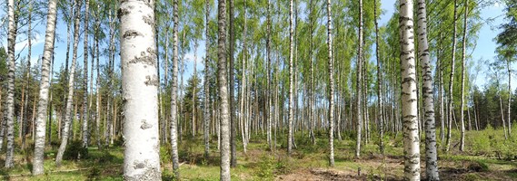 Om Sveaskog - Sveriges största skogsägare