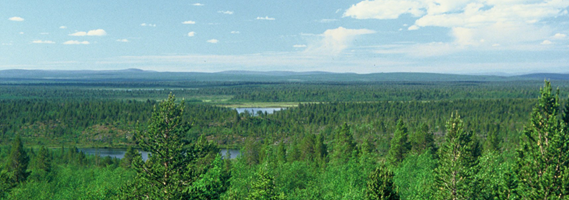 Det här är Sveaskog