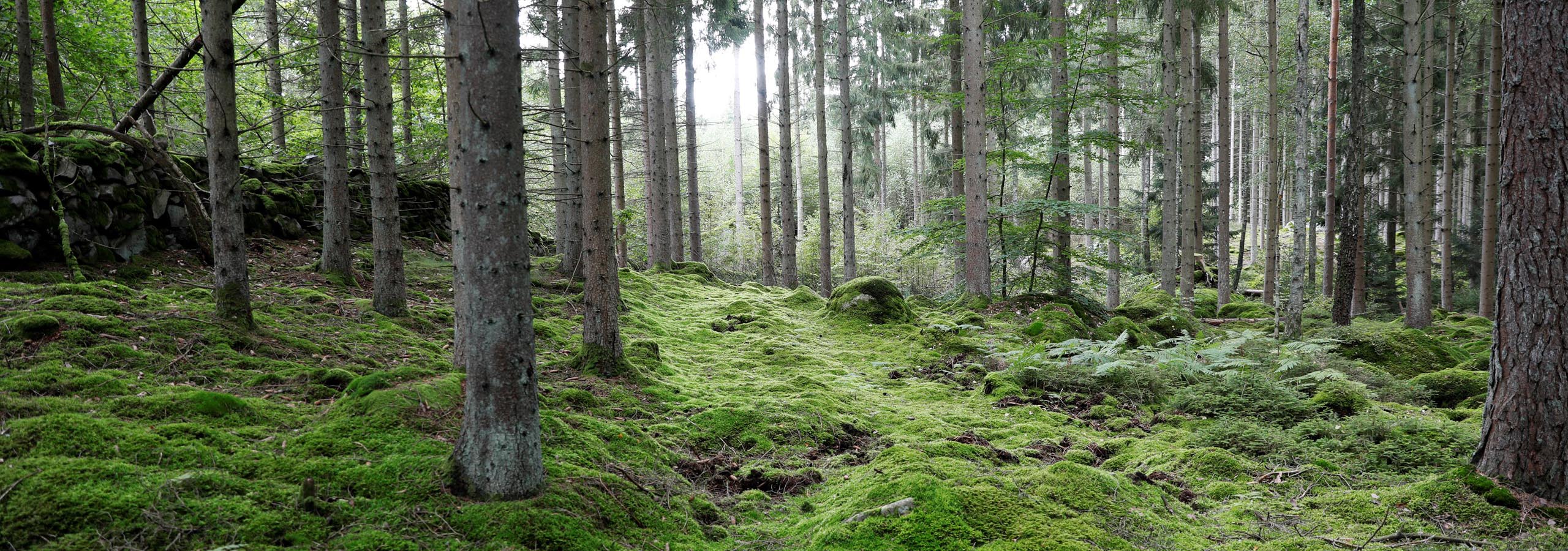 Sveriges största skogsägare - Sveaskog utvecklar skogens värden - Sveaskog